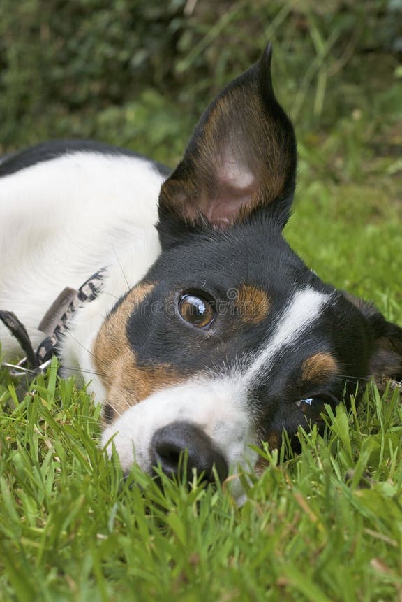 Working border jack stock photo. Image of canine, jack - 5722382