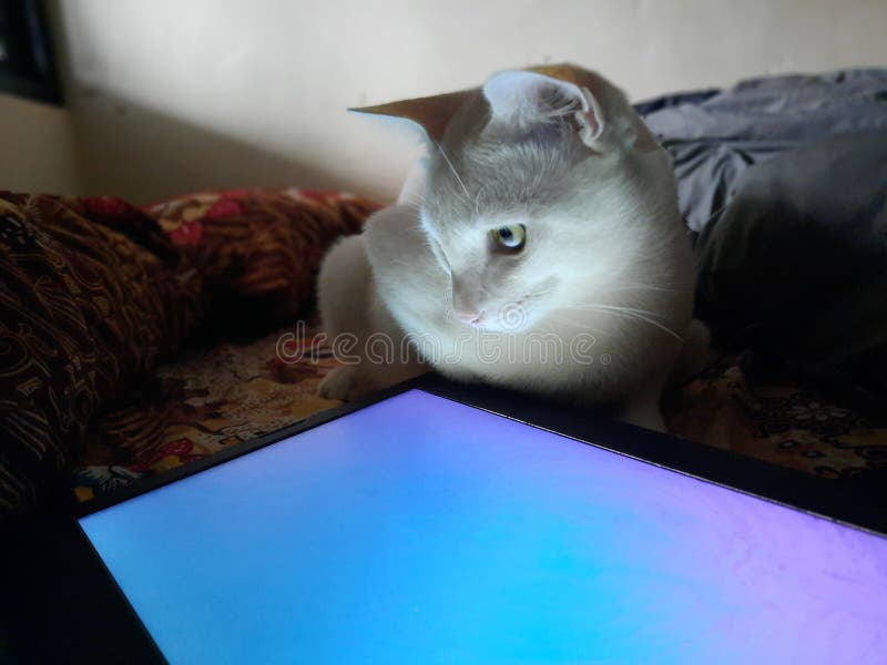 Working cat stock photo. Image of carnivore, cute, curious - 204595152