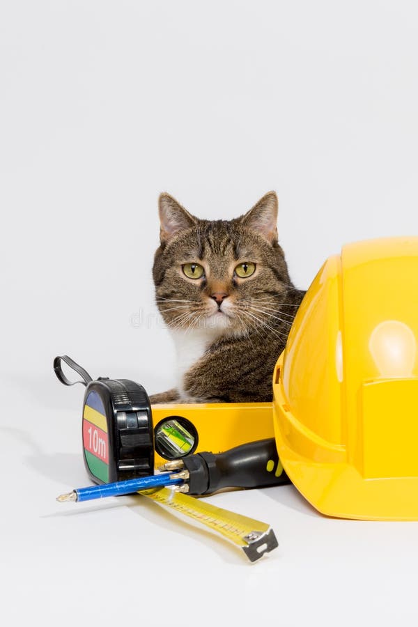Cat Worker with Drill and Hammer Stock Photo - Image of industry ...