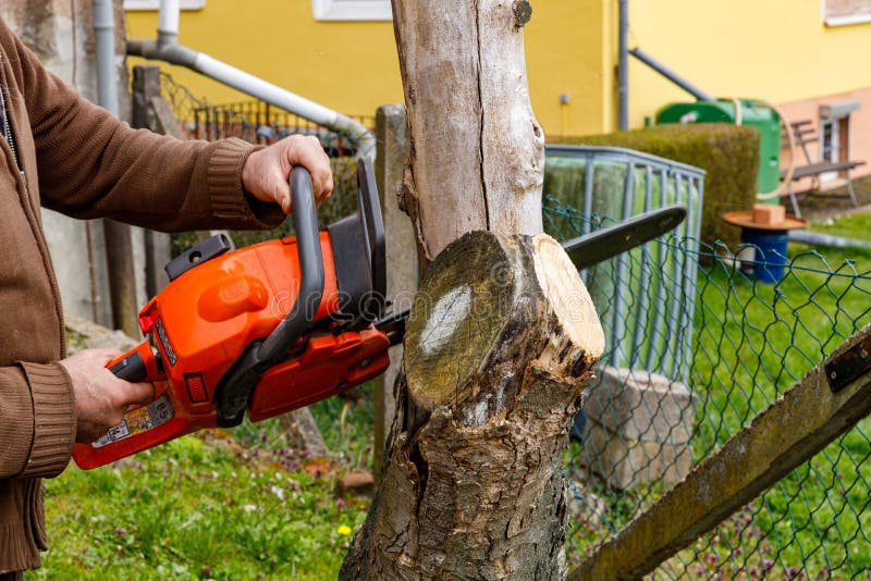 Working with a Chainsaw for Firewood Stock Image - Image of firewood ...