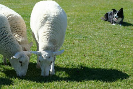 Working Class Dog stock photo. Image of committed, livestock - 1464720