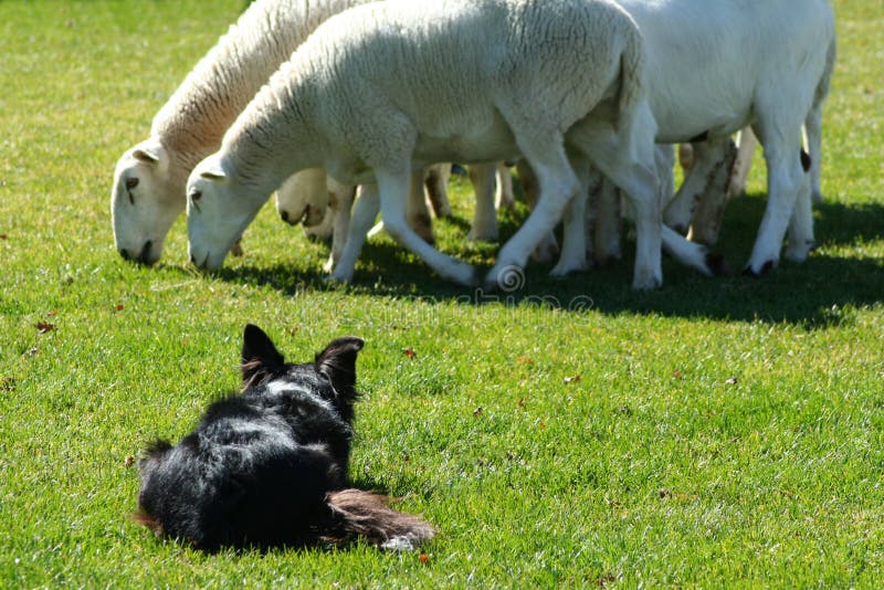 Working Class Dog 3 stock photo. Image of ranching, guard - 1464994