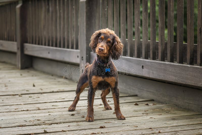 Working Cocker Spaniel Having Fun at a Golf Course on a Wooden Bridge ...