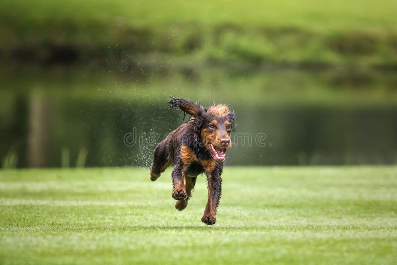 Working Cocker Spaniel Having Fun at a Golf Course Flying on a Run ...