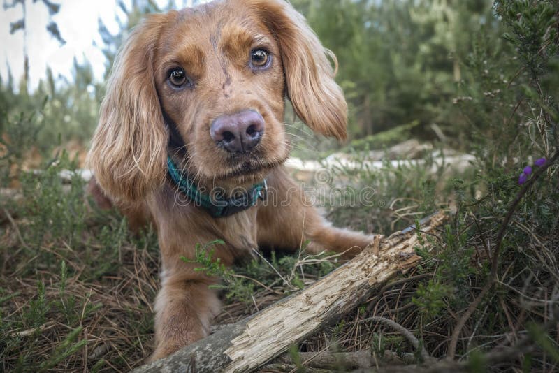 Working Cocker Spaniel Puppy Close Up in a Forest Stock Image - Image ...