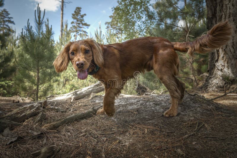 Working Cocker Spaniel Puppy Close Up in a Forest Stock Photo - Image ...
