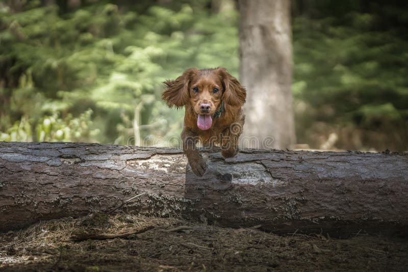Working Cocker Spaniel Puppy Jumping Over a Log in a Forest Stock Image ...