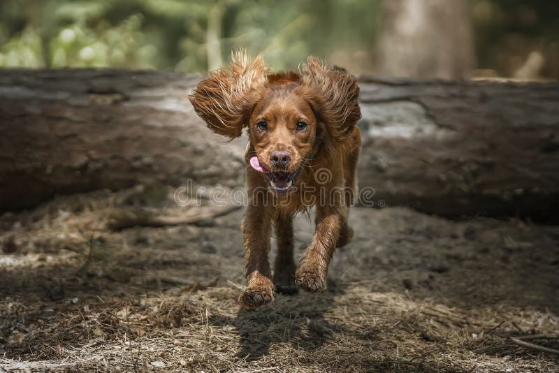 Working Cocker Spaniel Puppy Jumping Over a Log in a Forest Stock Photo ...