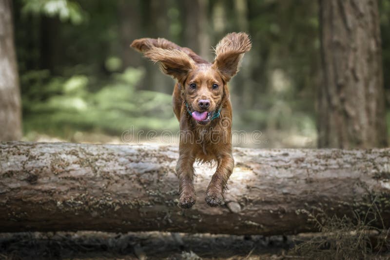 Working Cocker Spaniel Puppy Jumping Over a Log in a Forest Stock Image ...