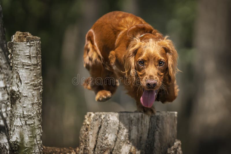 Working Cocker Spaniel Puppy Stock Image - Image of outdoors, look: 7860825