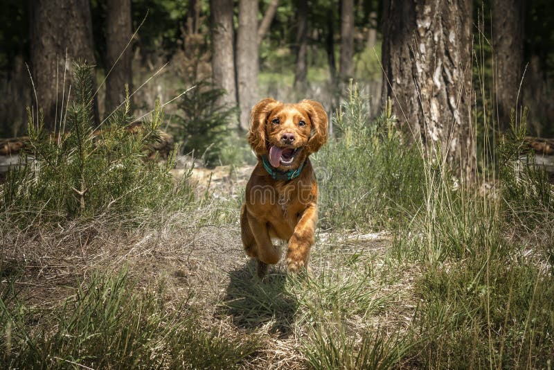 Working Cocker Spaniel Puppy Running in a Forest Stock Photo - Image of ...