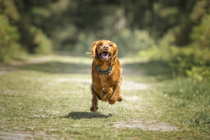 Working Cocker Spaniel Puppy Running in a Forest Stock Photo - Image of ...