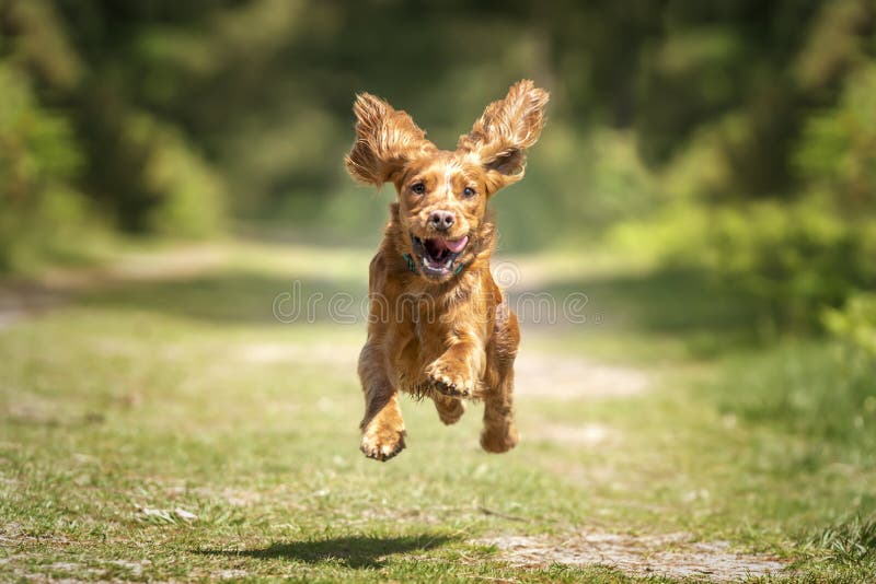 Working Cocker Spaniel Puppy Running in a Forest Stock Photo - Image of ...