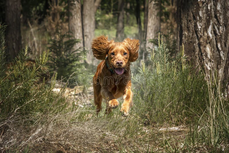 Working Cocker Spaniel Puppy Close Up in a Forest Stock Image - Image ...