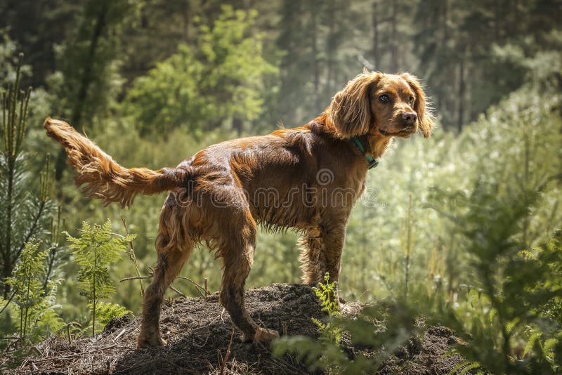 Working Cocker Spaniel Puppy Standing in a Forest Stock Photo - Image ...