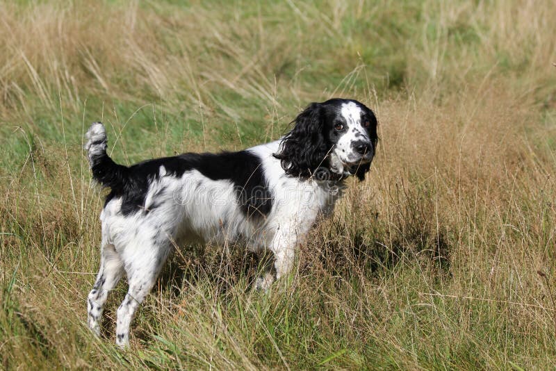Working Cocker Spaniel stock image. Image of champion - 36146223