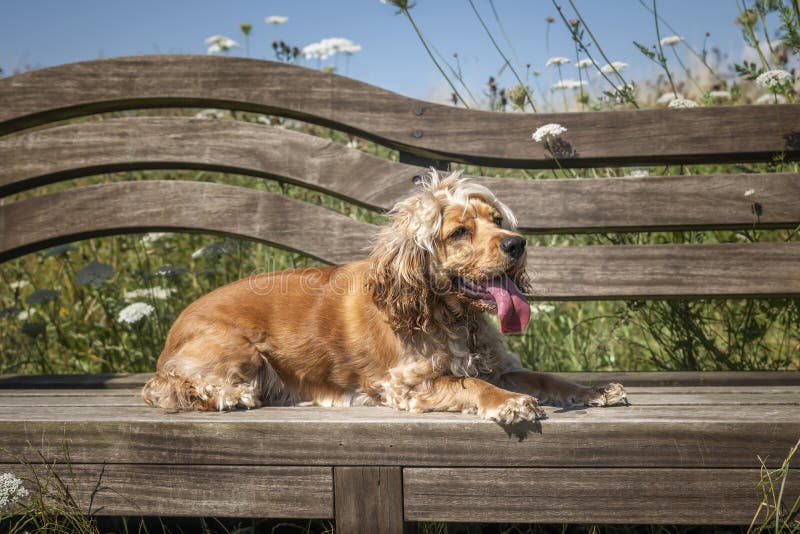 Working Cocker Spaniel in the Summer in the Wildflowers Sat on a Bench ...