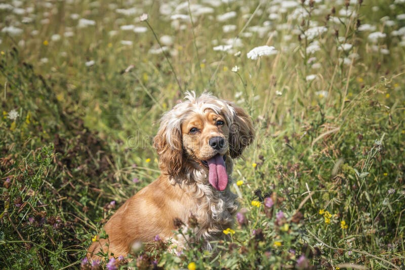 Working Cocker Spaniel in the Summer in the Wildflowers Stock Photo ...