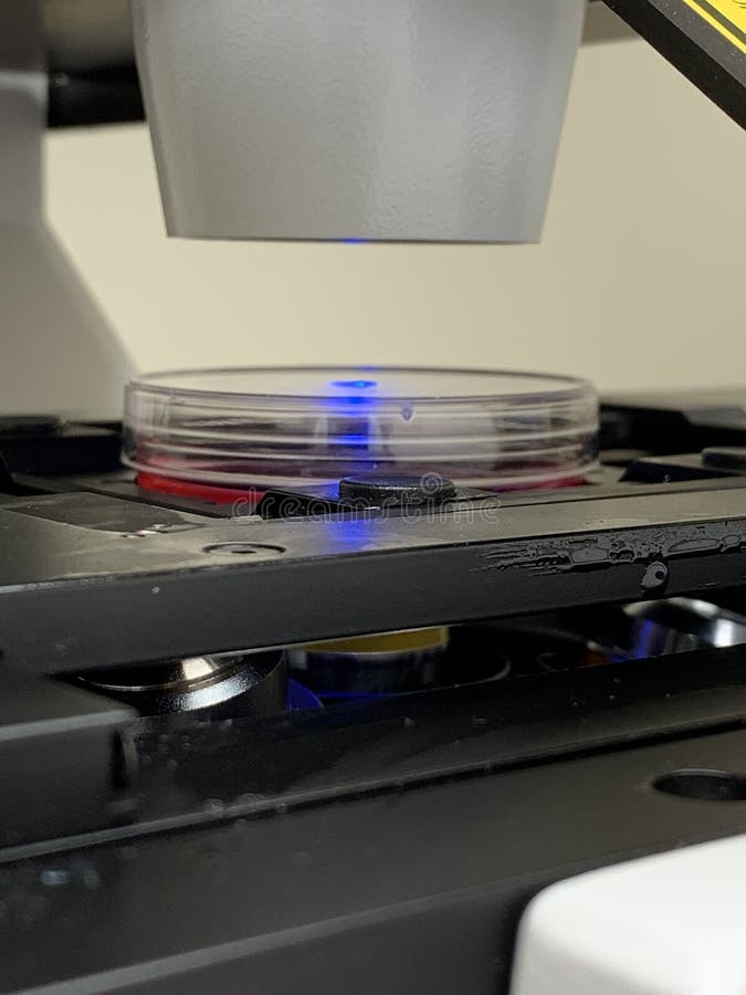 Close Up Image of Cell Culture Dish and a Working Cofocal Microscope ...