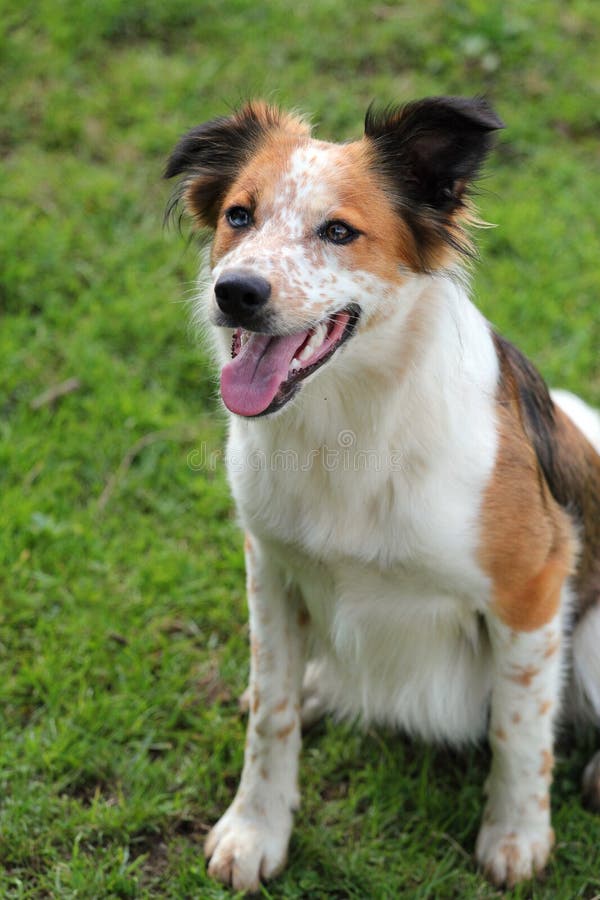 Working collie sheep dog stock image. Image of sheepdog - 26121211