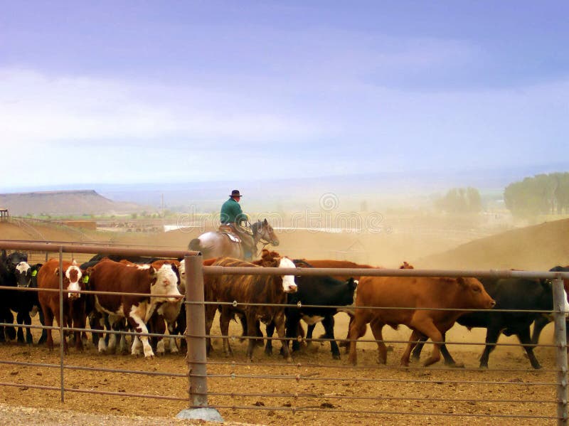 Working Cowboy stock image. Image of trees, herding, dirt - 3208367