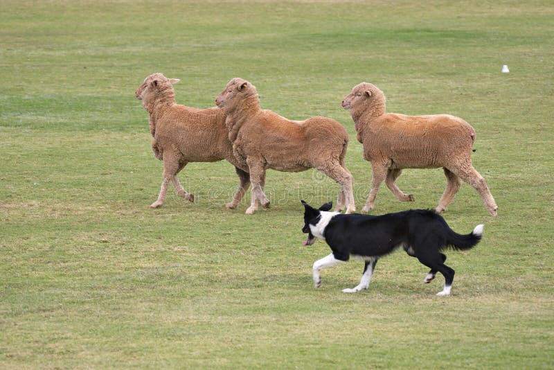Working dog stock photo. Image of herding, landscape, rounding - 2584834