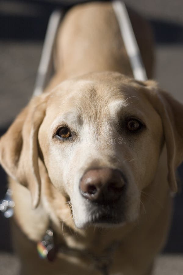 Working Dog stock image. Image of golden, happy, dogs, adorable - 364003