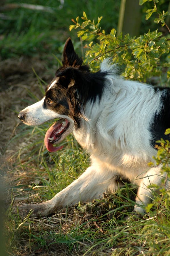 The working dog stock photo. Image of white, border, resting - 632438