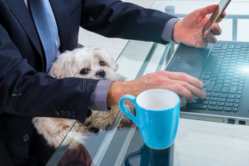Working with Dog at Home or Office Stock Photo - Image of expertise ...
