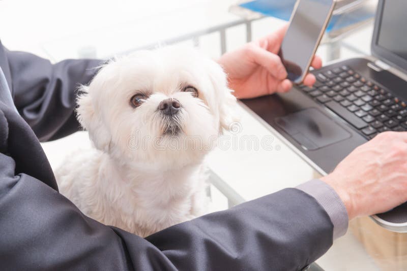 Working with Dog in the Office Stock Photo - Image of people, hold ...
