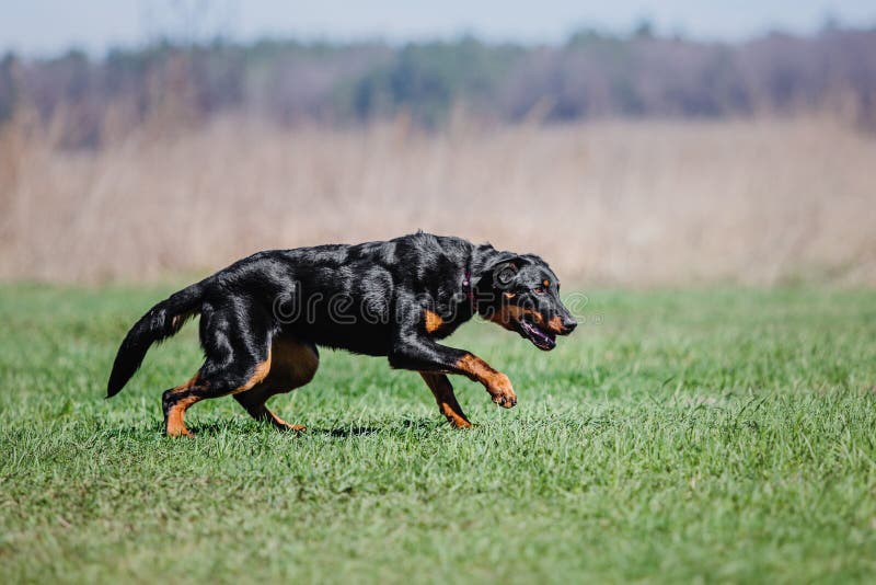 Working dog. Dog training stock image. Image of beautiful - 255073797