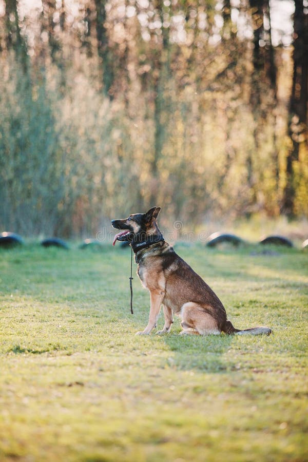 Working dog. Dog training stock image. Image of friendship - 255675049