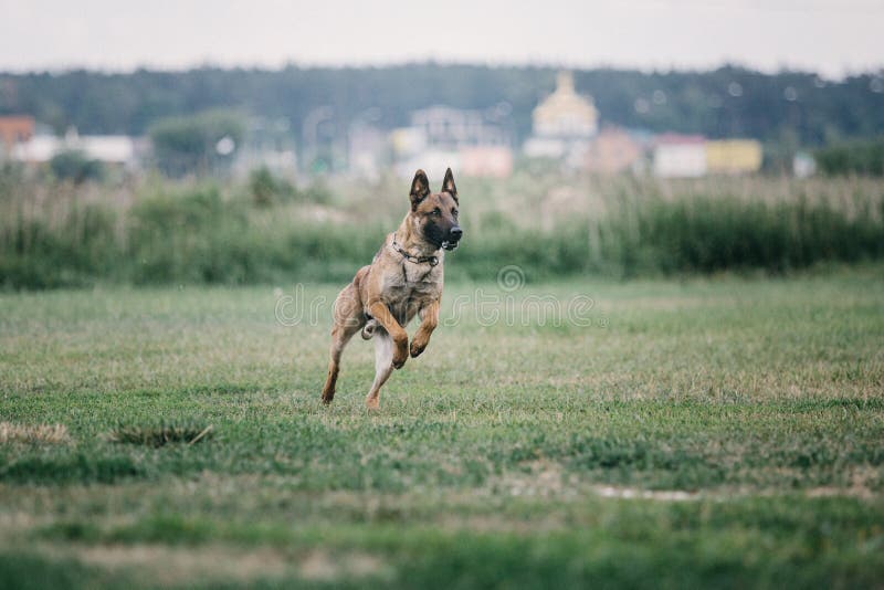 Working dog. Dog training stock photo. Image of geographical - 255675126