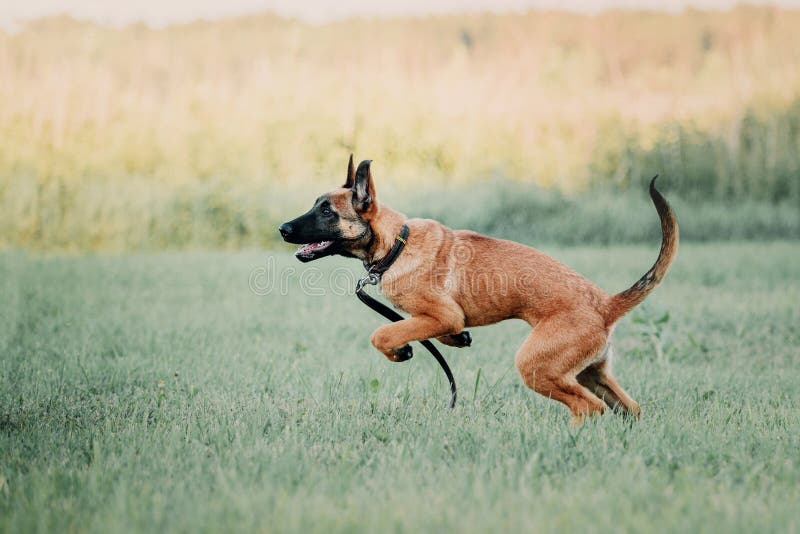 Working dog. Dog training stock photo. Image of malinois - 255675254