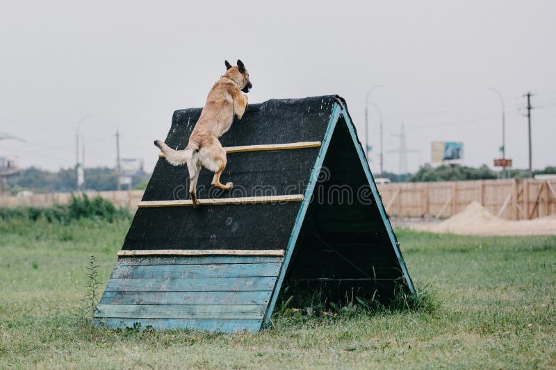 Working dog. Dog training stock image. Image of army - 255676551