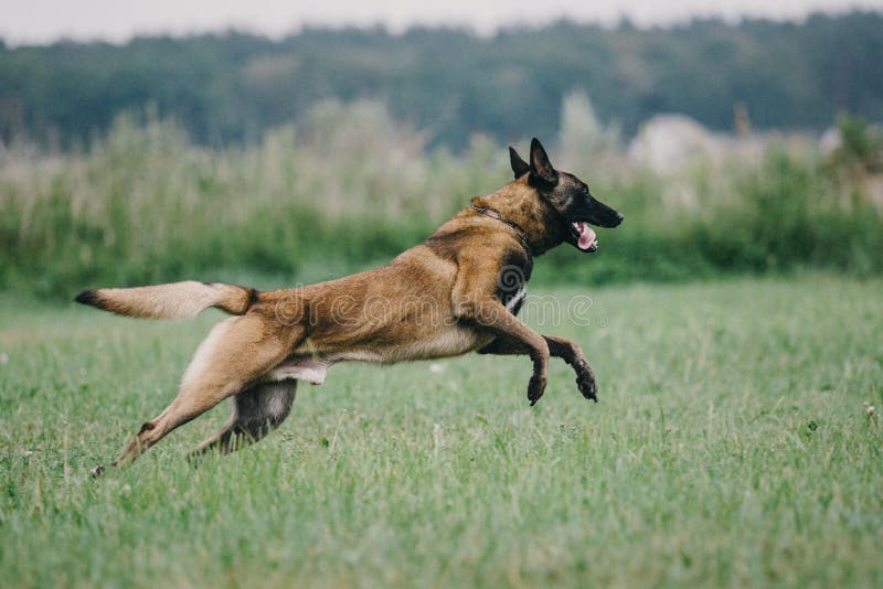 Working dog. Dog training stock image. Image of beautiful - 255676643