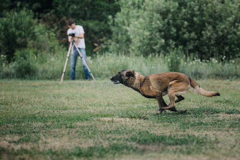 Working dog. Dog training stock image. Image of domination - 255676849