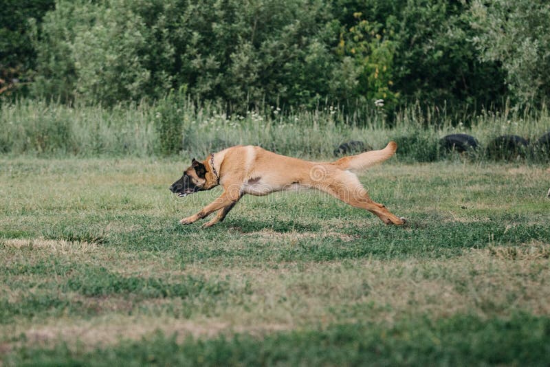 Working dog. Dog training stock image. Image of park - 255676873