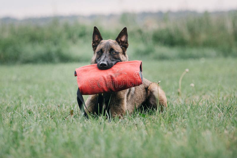 Working dog. Dog training stock image. Image of force - 255676919