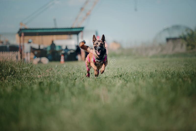 Working dog. Dog training stock image. Image of nature - 255676929