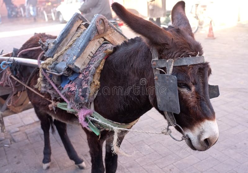 Working Donkey on Streets of Marrakech Stock Photo - Image of wooden ...