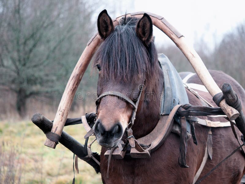 Working Draft Horse. Portrait of an Animal Stock Image - Image of ...