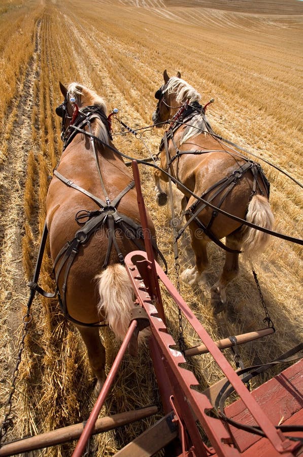 Belgian Draft Horses 4 Abreast on Hot Day Stock Photo - Image of foal ...
