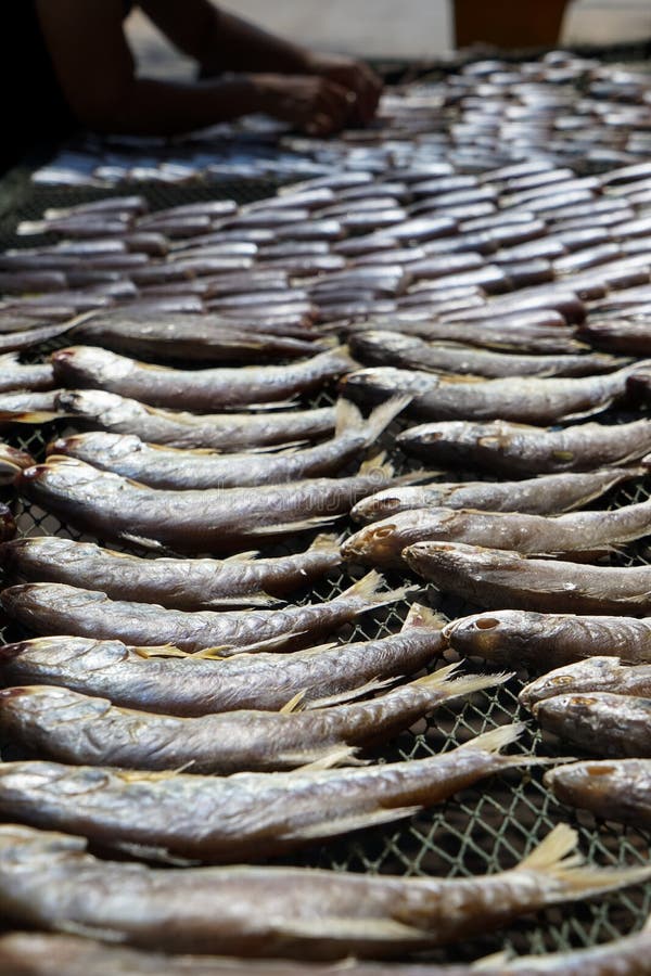 Working on Drying Salty Ocean Fish on Fishnet Rack Under Strong Stock ...