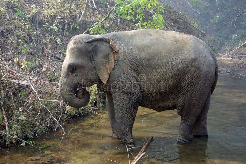 Working elephant stock photo. Image of work, mammal, animals - 13217008