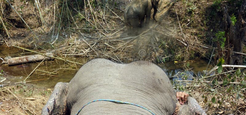 Working elephant stock photo. Image of work, mammal, animals - 13217008