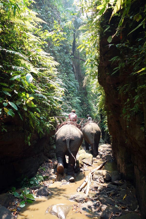 Working elephant stock photo. Image of work, mammal, animals - 13217008