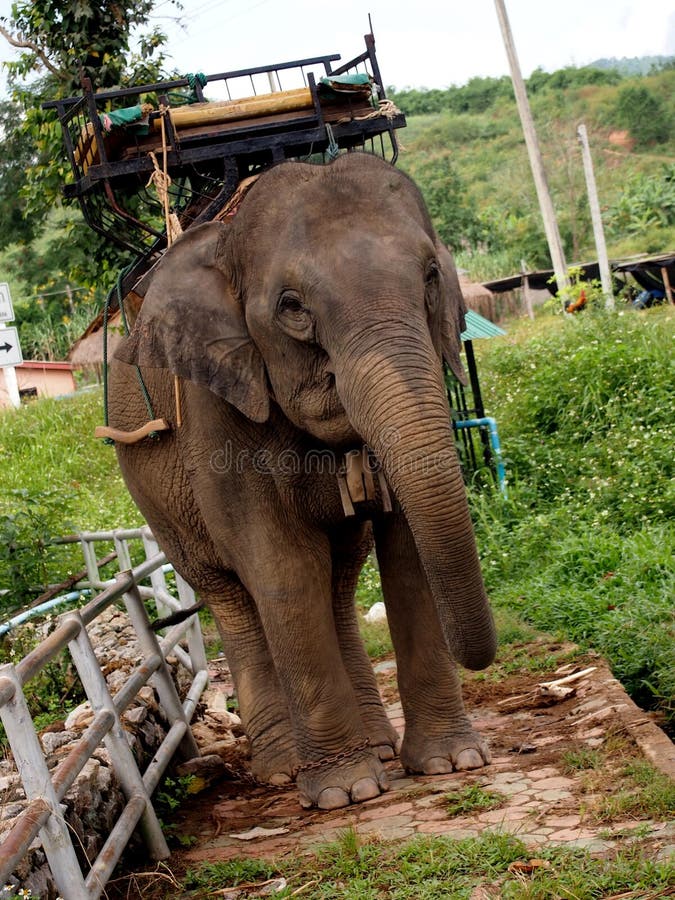 Working Elephants stock image. Image of elephants, elephant - 67905135