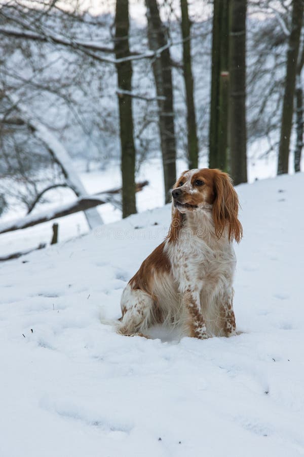 Working English Cocker Spaniel Dog in the Forest Stock Image - Image of ...