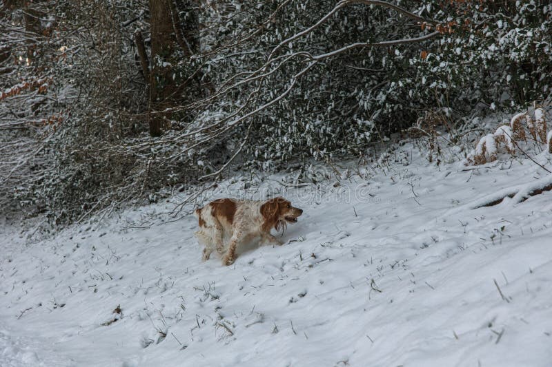 Working English Cocker Spaniel Dog in the Forest Stock Photo - Image of ...